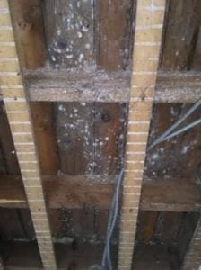 Mold Remediation Portland | Mold Remediation Maine