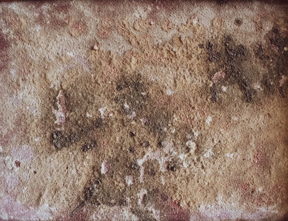 Everything You Need To Know About White Mold | EnviroClean of Maine