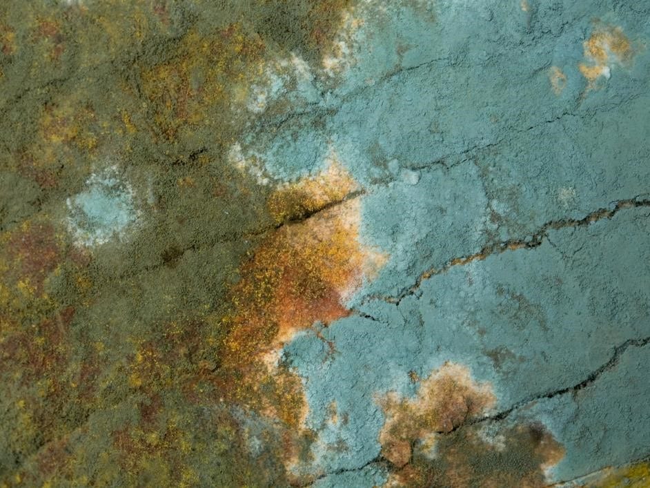 Mold: How It Begins, Grows, & Can Be Eliminated | Professional Mold ...