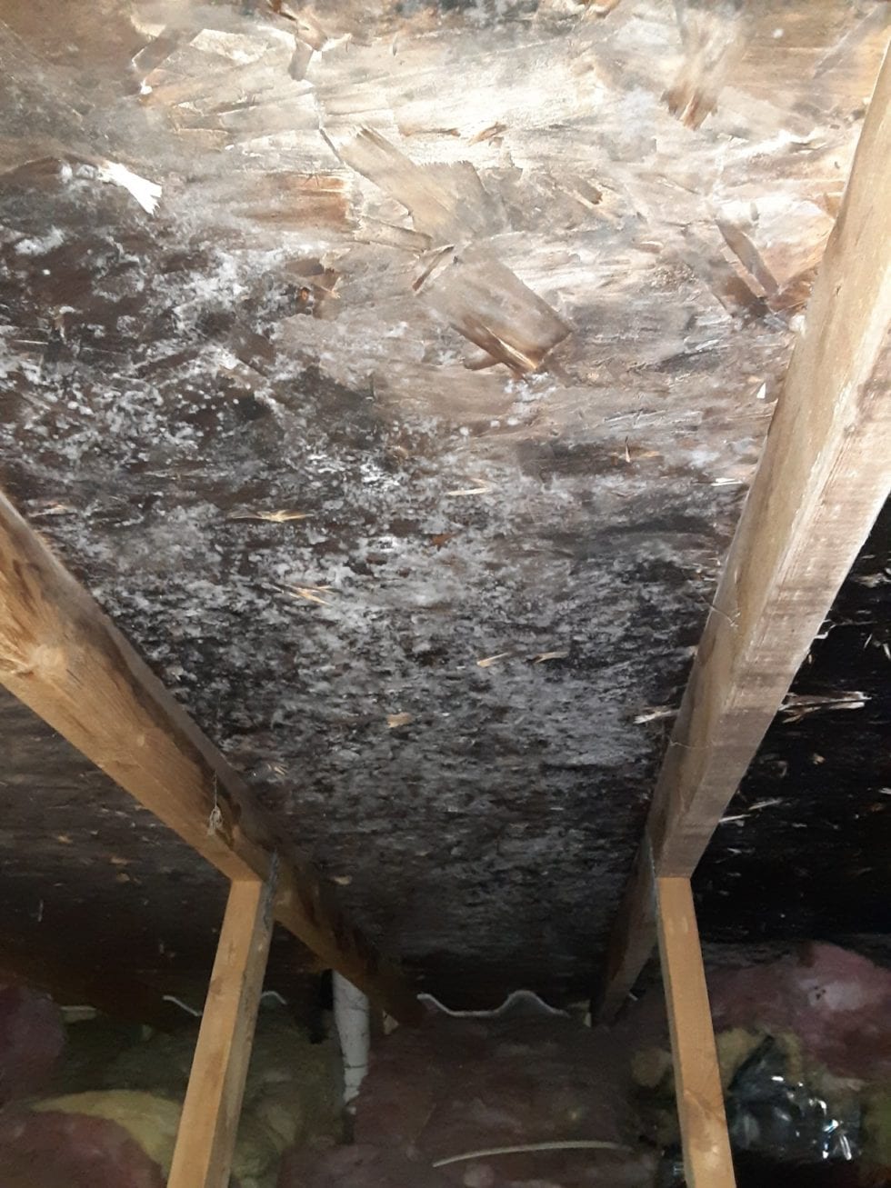 Mold Remediation Portland | Mold Remediation Maine